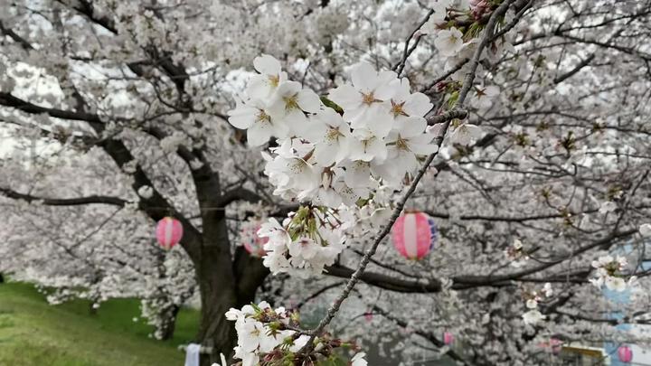 🌸【お花見&飲みmeetup】#ポスプラ桜前線2024 #花 ... | 姉御wintercharm | PostPrime