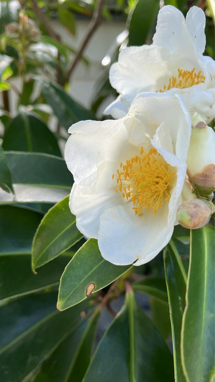 お庭のたいわん椿が咲きました。 白い花びらを見てると癒されま ... | Mint87981 | PostPrime