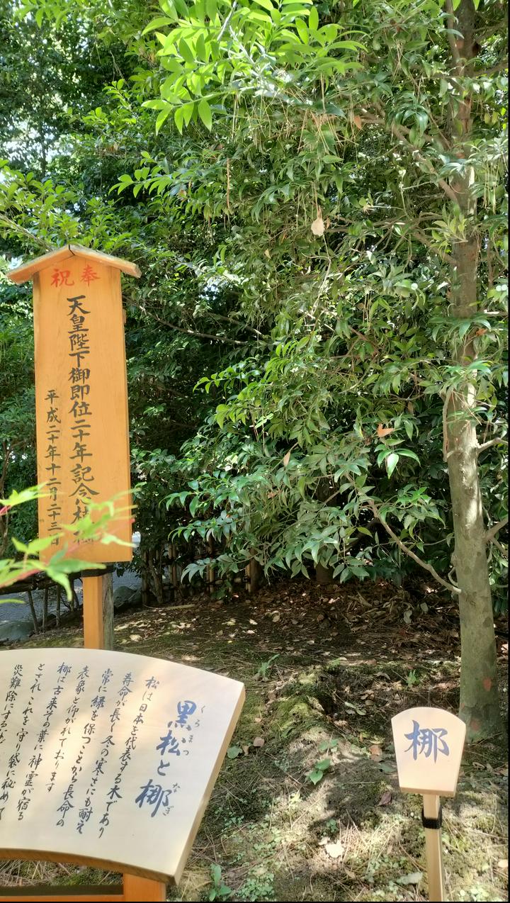 つづき。 寒川神社の梛（なぎ）の木は、平成天皇ご即位20周年 ... | ☆PON☆ | PostPrime