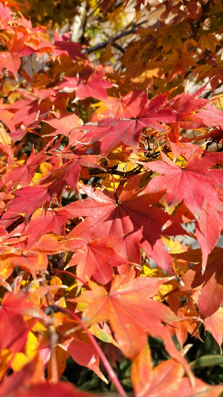 紅葉がキレイでござる。 ... | ☆PON☆ | PostPrime