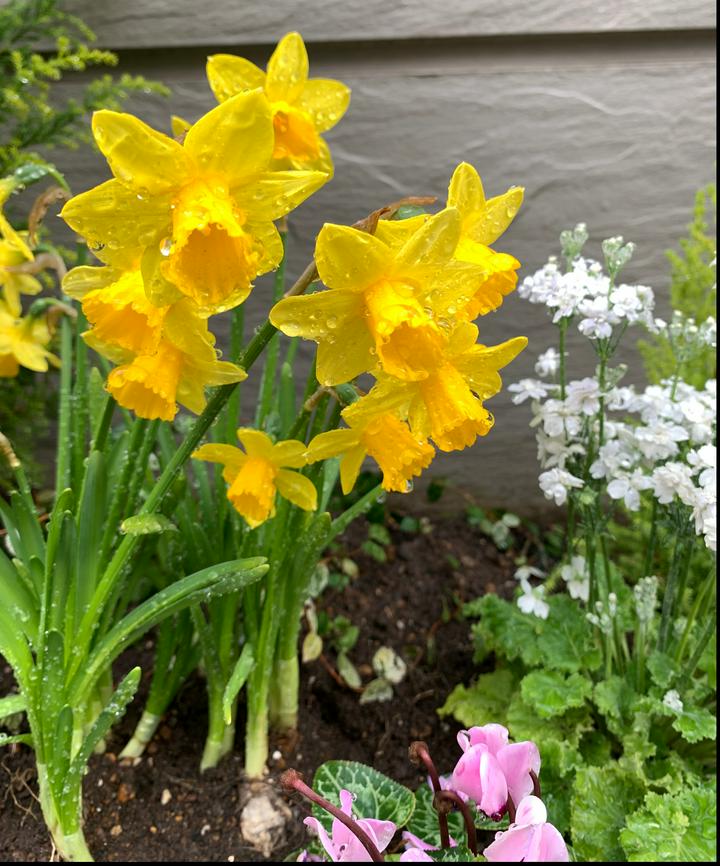 180🌹 ️伝言板 ️🌹5月になりました😅💦 おはよ ... | Mribon エムリボン | PostPrime