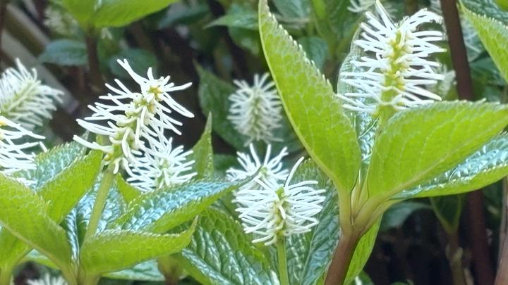 ヒトリシズカ(一人静) ... | スナフ58 | PostPrime