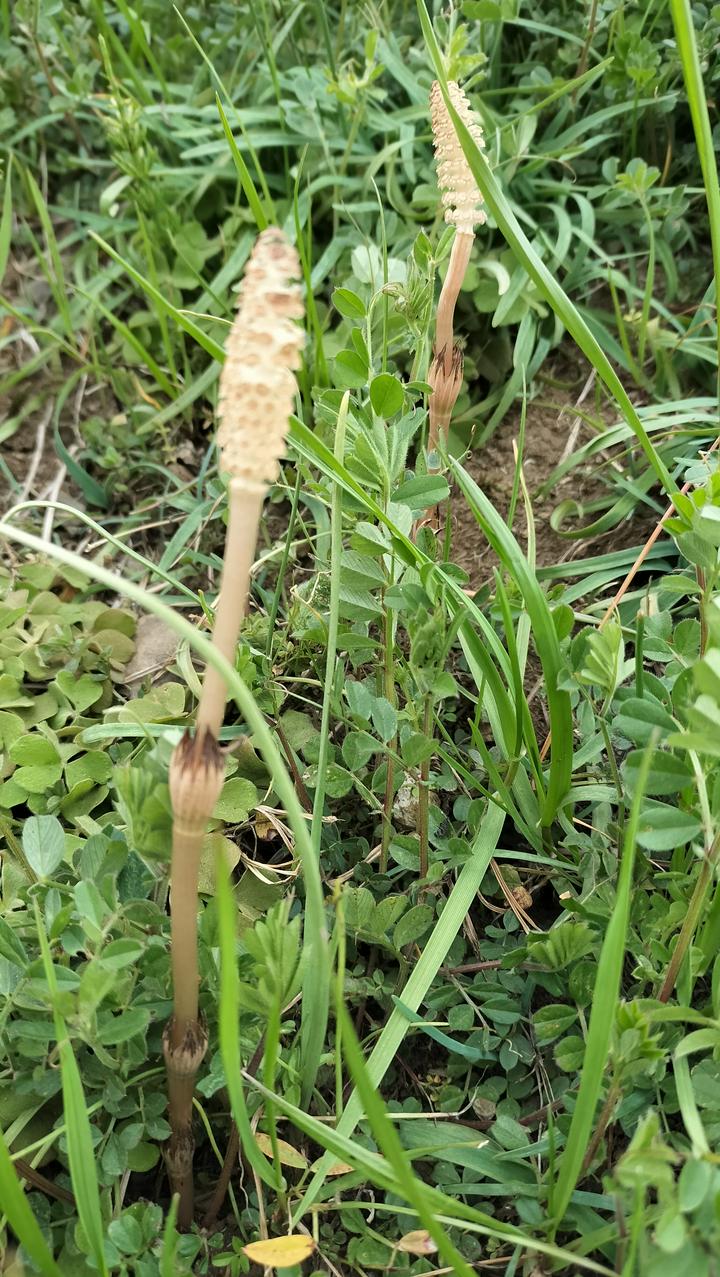 【無料投稿・つくし】久しぶりに明るい外を歩いていたら、つくし ... | ☆PON☆ | PostPrime