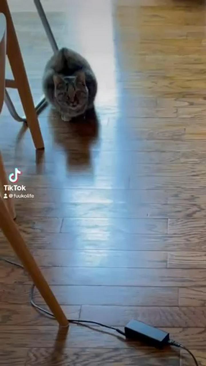 SNS音痴の僕に代わり、次女がふーこの動画をつくってくれまし ... | ミスターN | PostPrime