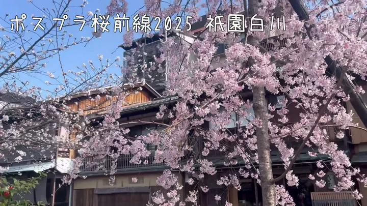🌸【京都祇園白川4/4】#ポスプラ桜前線2025 先週末、 ... | 姉御wintercharm | PostPrime