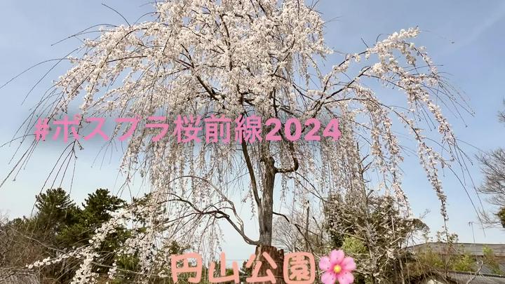 今年も#May さん企画の#ポスプラ桜前線2024 に参加さ ... | Midorin | PostPrime
