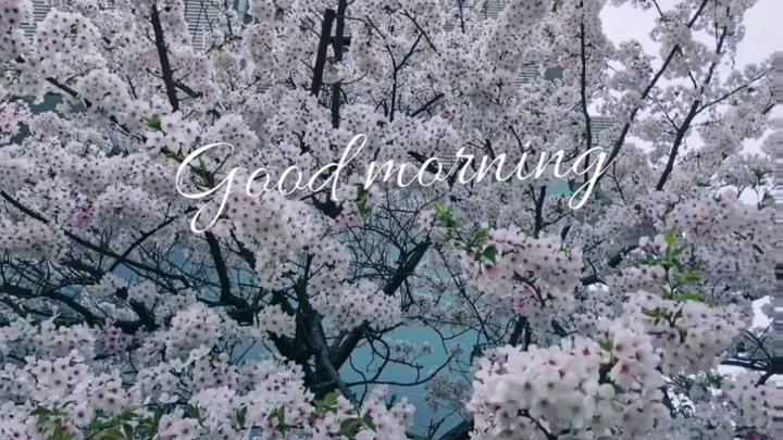 こんにちは～ 今朝の朝桜です🌸 ... | tenten10 | PostPrime