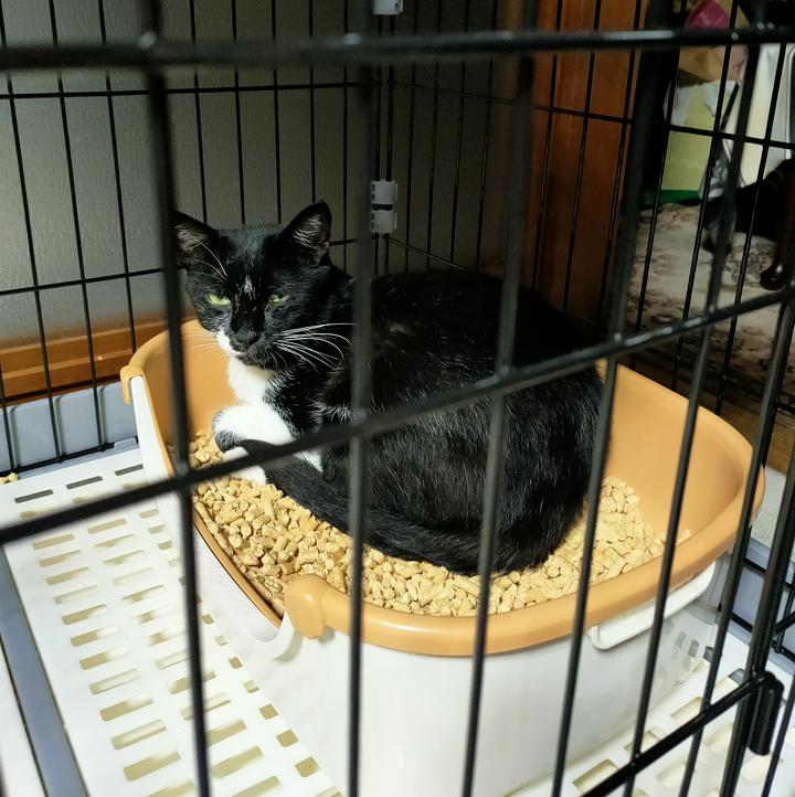 本日の猫様🐱 ... | 猫好き呑兵衛おじさん | PostPrime