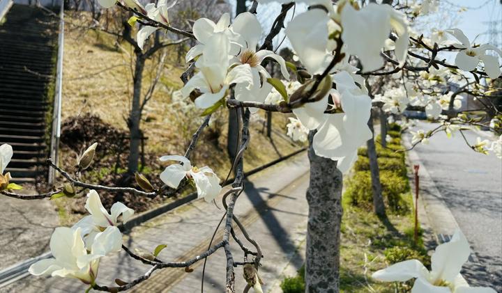 日経とコブシの花はどこを向く はやく咲け咲けハクモクレン ... | mu（糖質50%オフ） | PostPrime