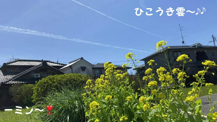 🌼【菜の花&ひこうき雲】#春 #晴天 #菜の花 ぐずぐずお天 ... | 姉御wintercharm | PostPrime