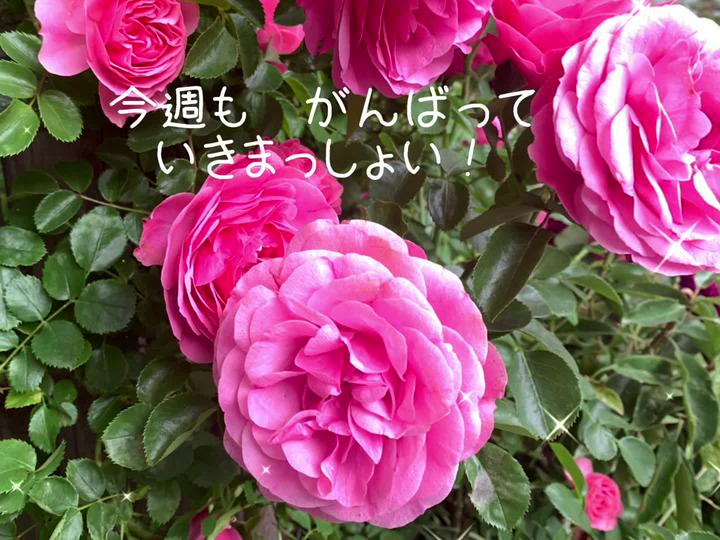 【今週もがんばってまいりまっしょい♪】 今週もどうぞよろしく ... | May | PostPrime