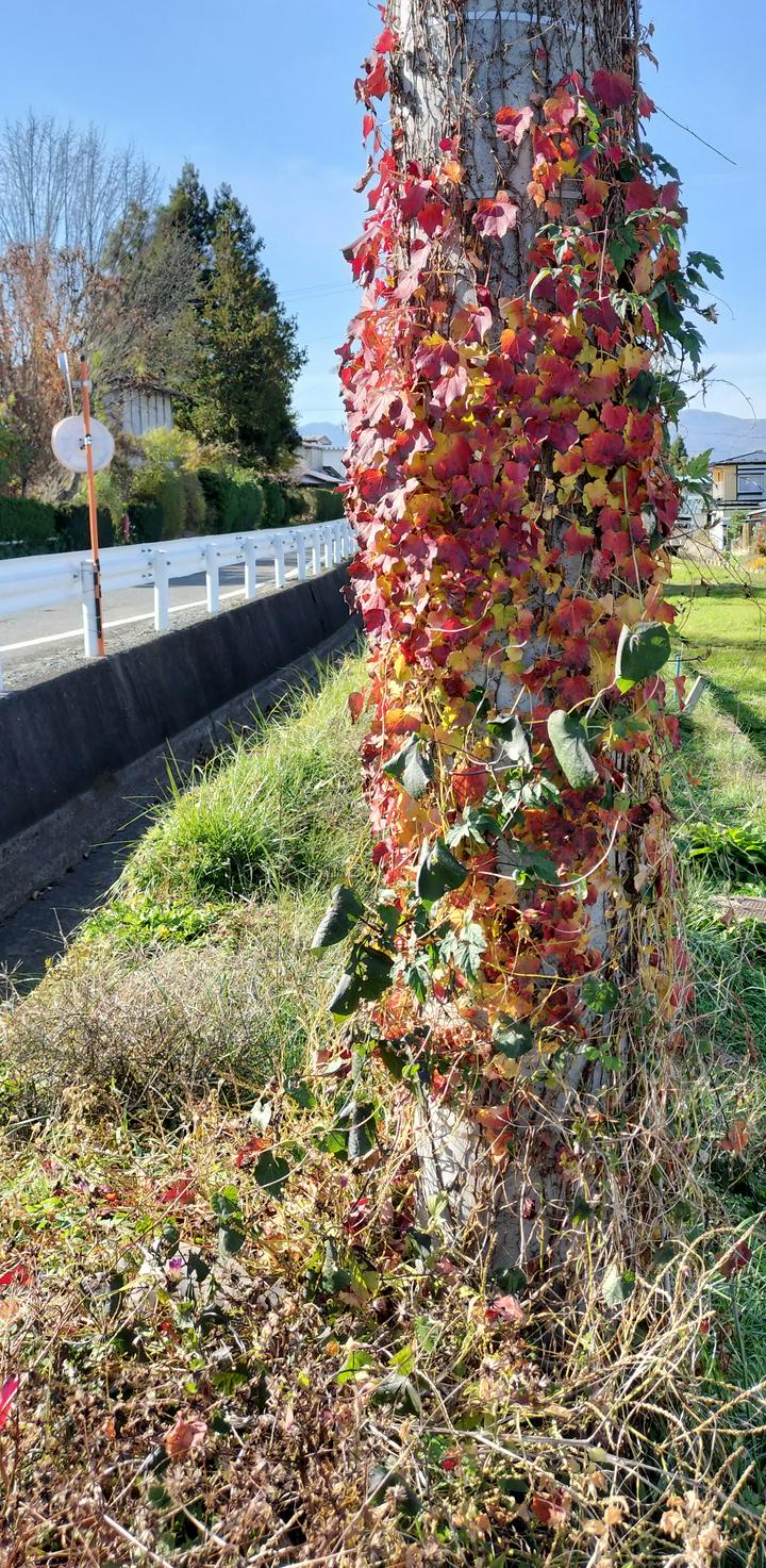 東北は電柱も紅葉する。 ... | ☆PON☆ | PostPrime