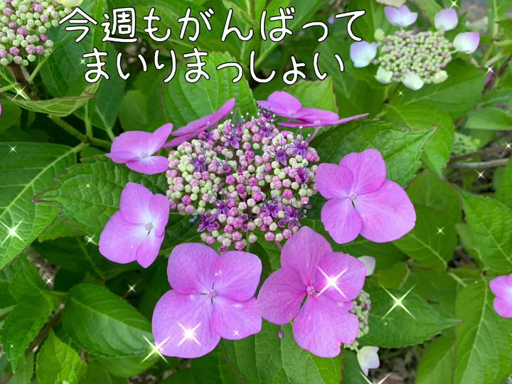 【今週もがんばってまいりまっしょい♪】 今週もどうぞよろしく ... | May | PostPrime