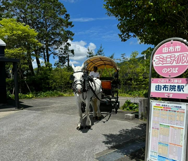 由布院の辻馬車のゆきちゃん 朝シャンして綺麗になって今日も元 ... | ミスターN | PostPrime