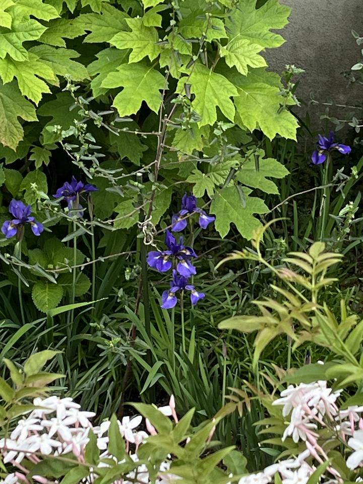 庭の花を愛でる🪻#のんきの母#朝の板読み#USAの部屋 | Mint87981 | PostPrime